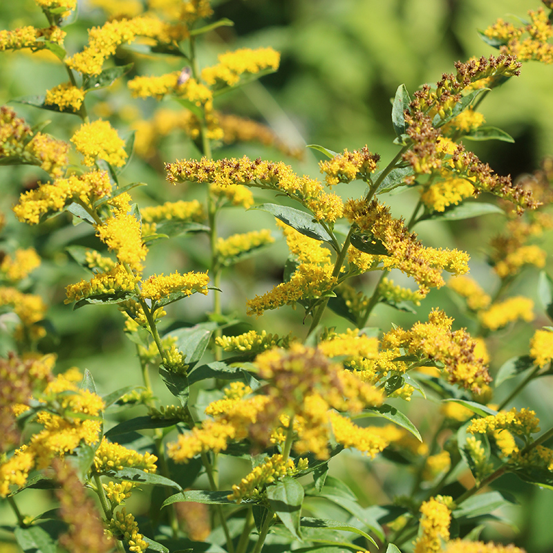 Home | New England Native Plants Initiatives | Department of Plant ...